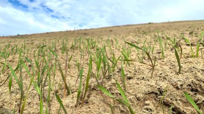 Revegetation | Adelaide | Hydroseeding Australia